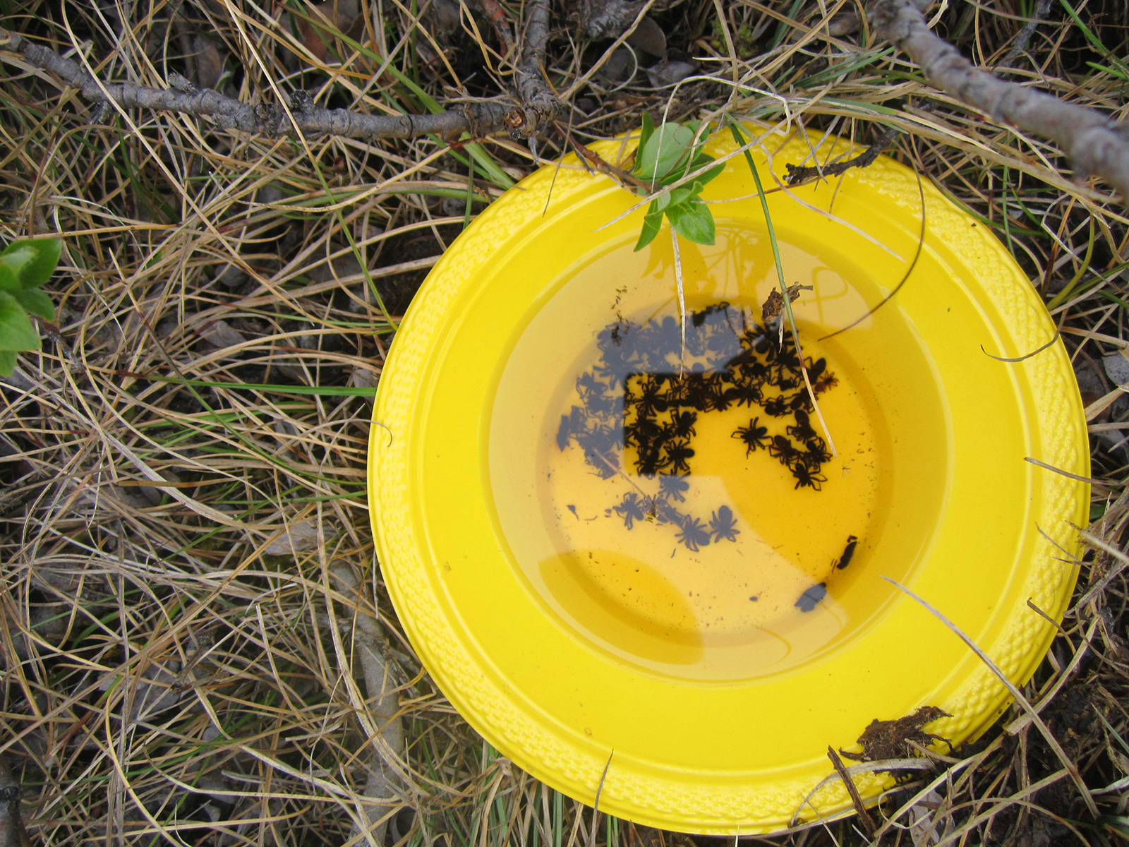 What insects are teaching us about the Arctic | Canadian Geographic