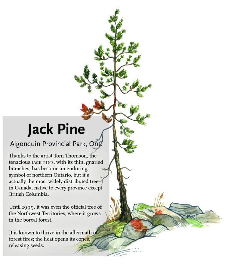 Seven iconic Canadian trees | Canadian Geographic