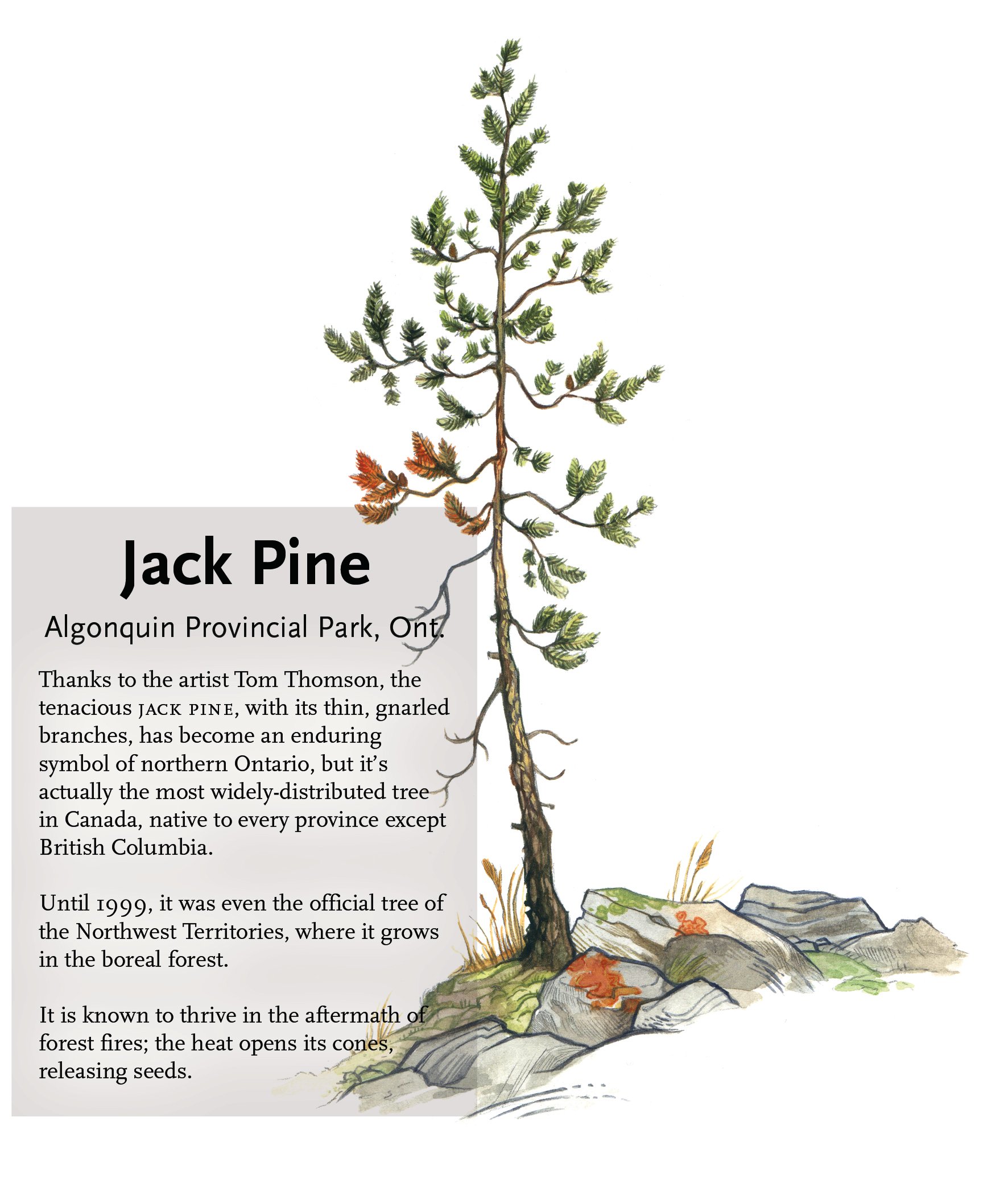 Seven iconic Canadian trees | Canadian Geographic