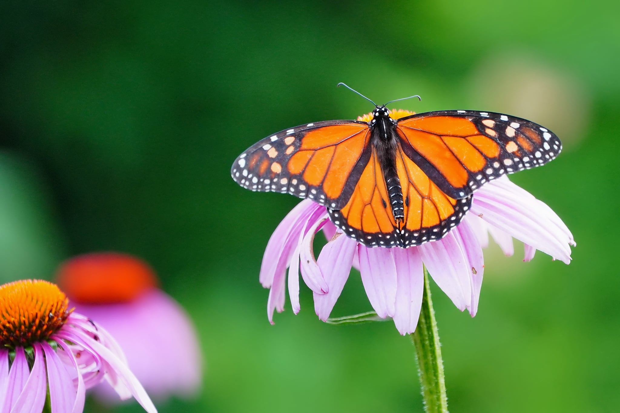 10 photos of monarch butterflies from the Can Geo Photo Club | Canadian ...