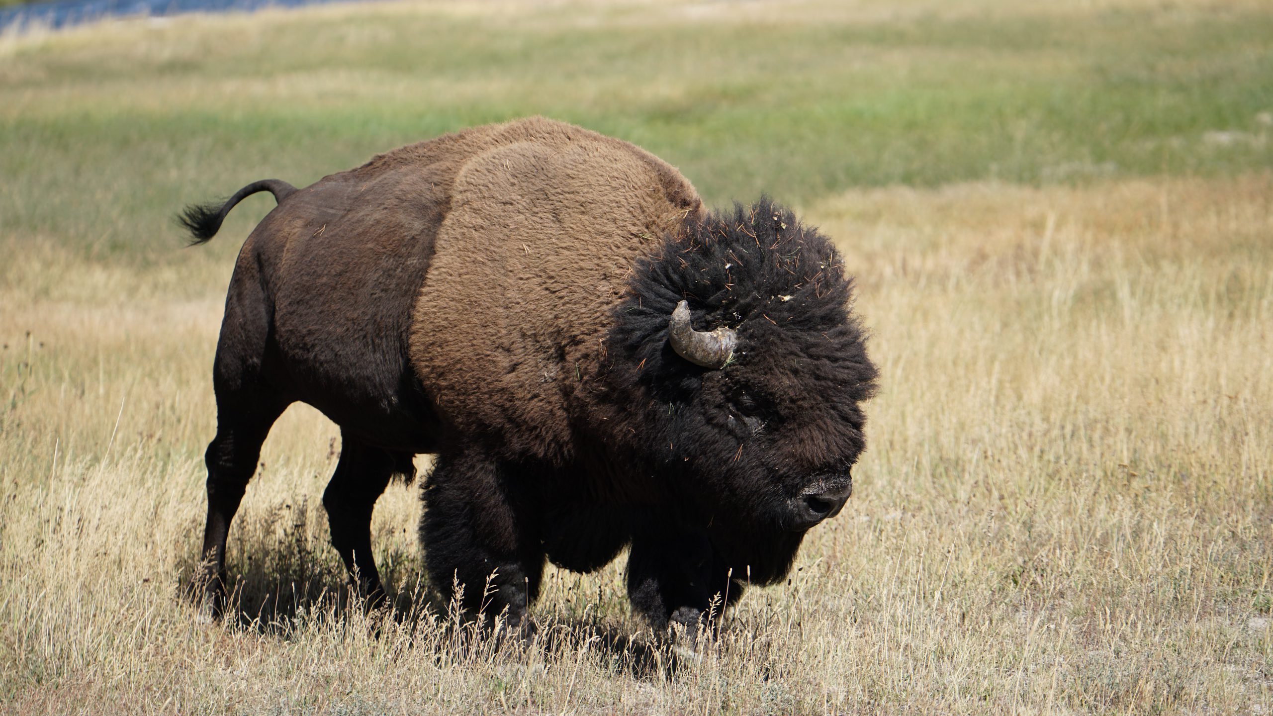 Wildlife Wednesday: Baby caribou, star-crossed salmon and bringing ...