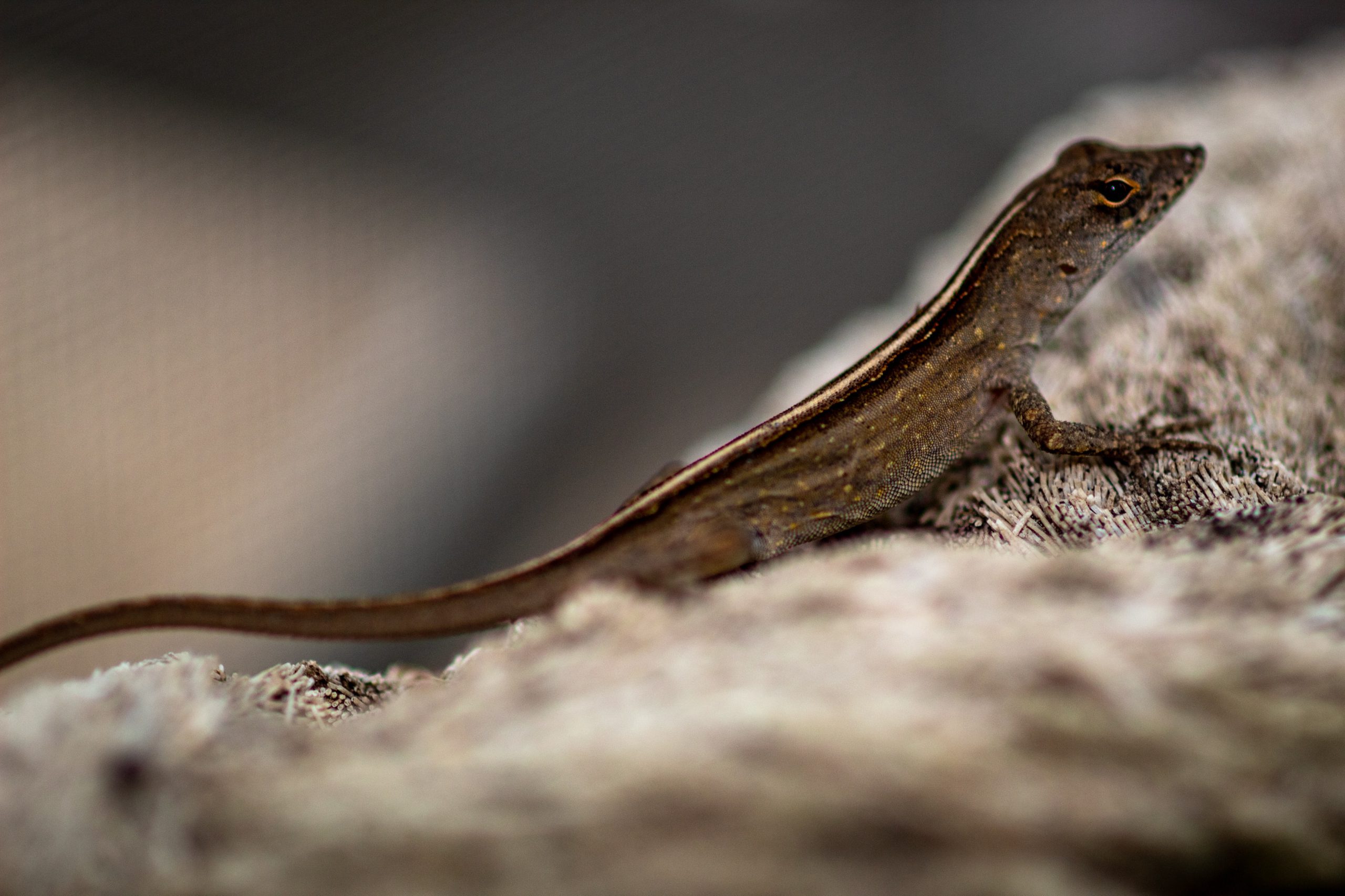 Wildlife Wednesday: baby tigers, scuba lizards and a new Big Five ...