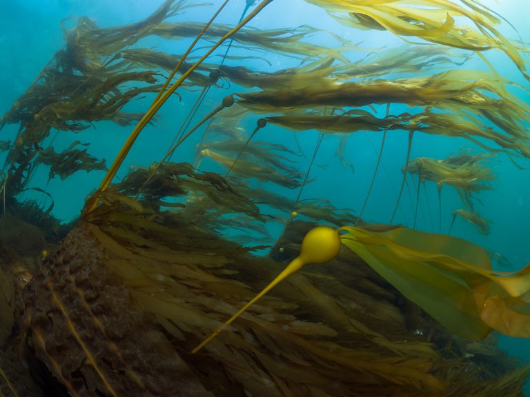 Kelp: The sustainable superfood coming soon to a plate near you ...