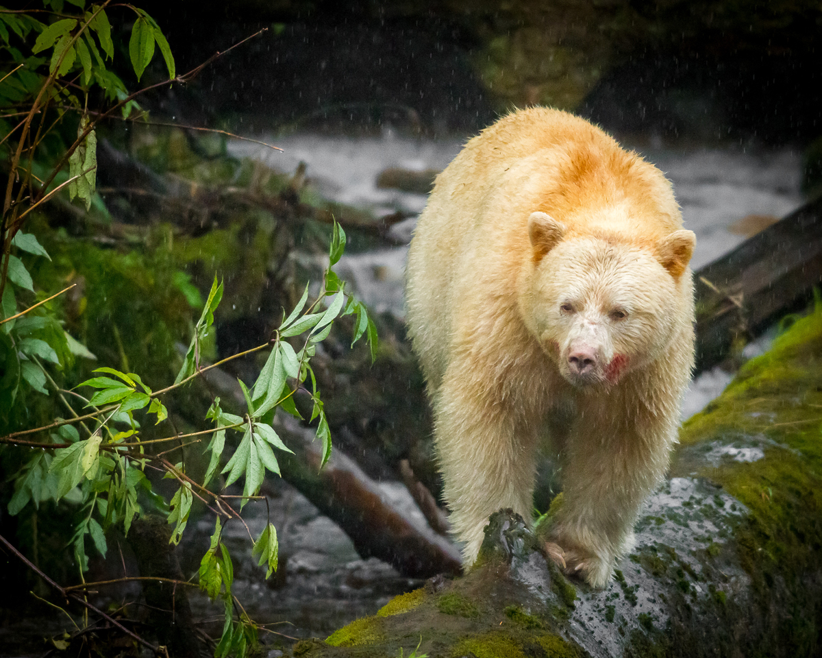 11 amazing facts about Canada’s bear species | Canadian Geographic