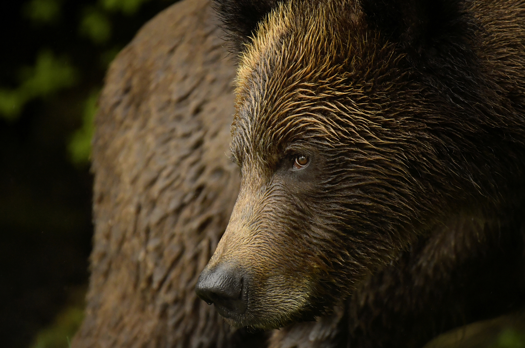 Photos: Grizzly bears of B.C.’s Khutzeymateen | Canadian Geographic