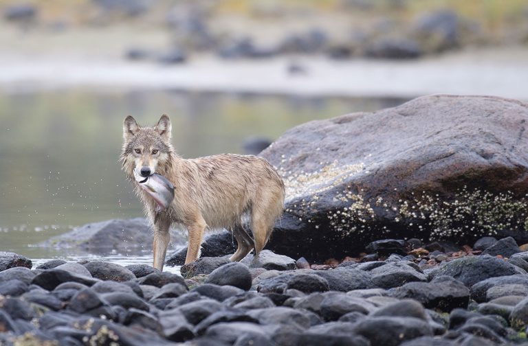 The amazing sea wolves of the Great Bear Rainforest | Canadian Geographic