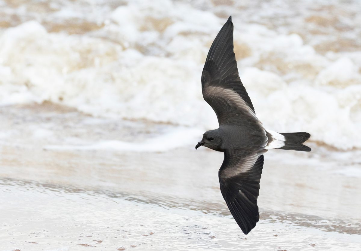 New research on Newfoundland seabirds is a window into thousands of ...