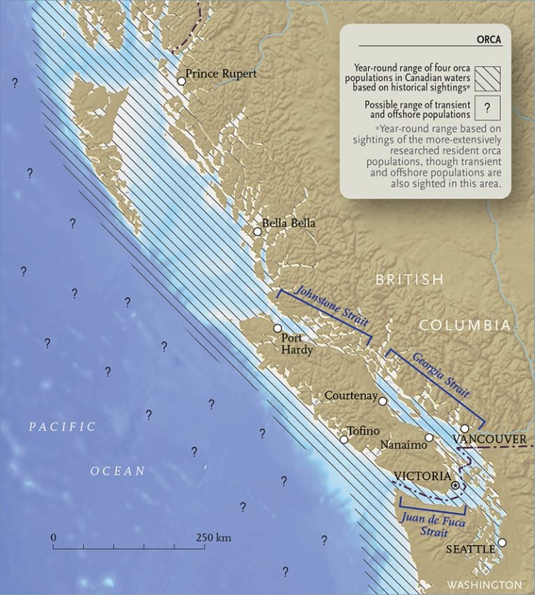 Orca: Endangered Species | Canadian Geographic