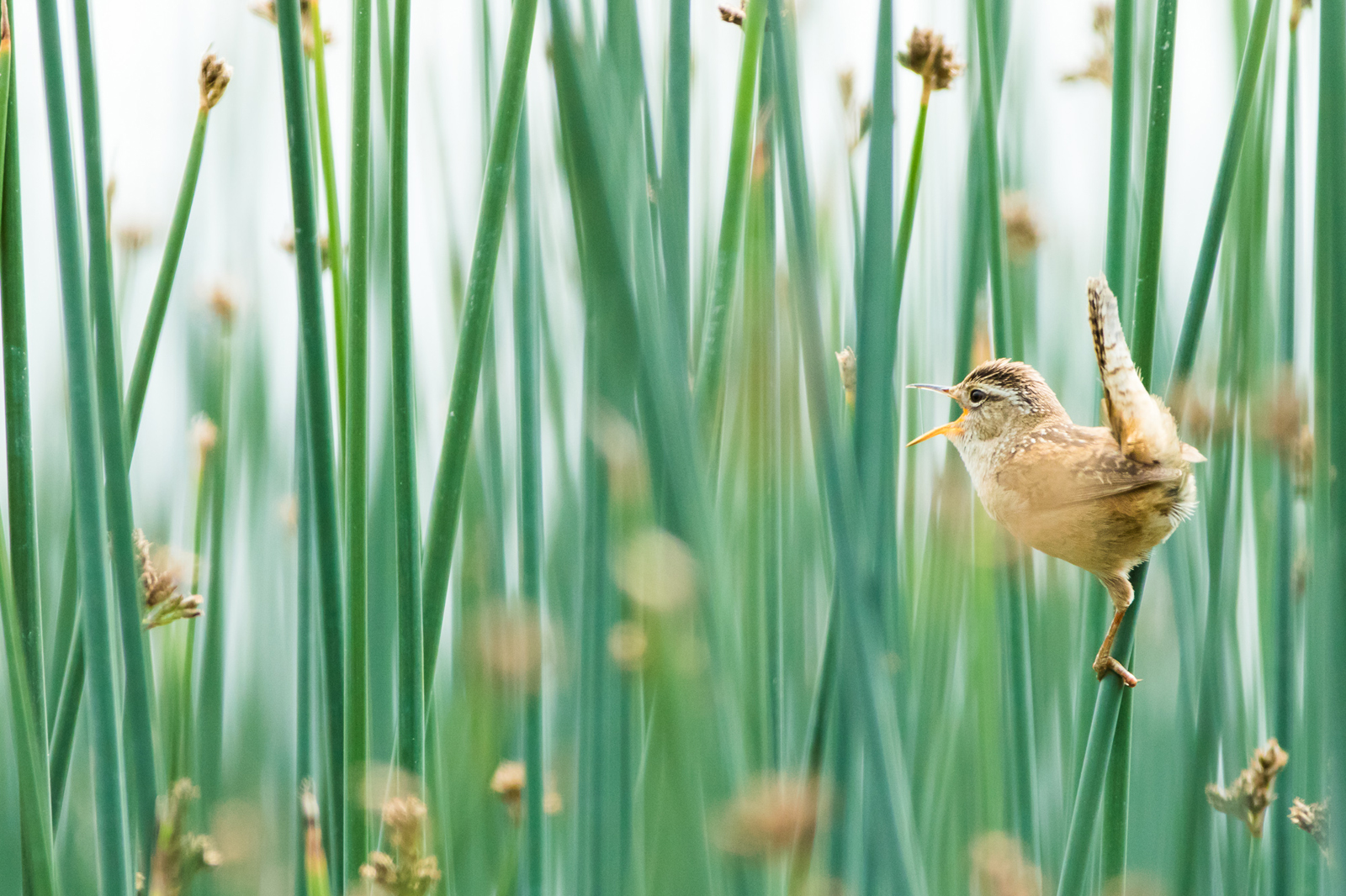 Seven important things to know about wetlands | Canadian Geographic