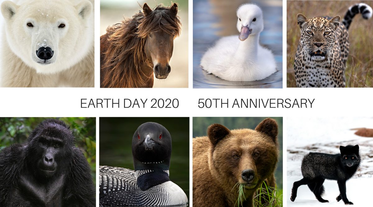 Video: Celebrate Earth Day 2020 with images of wildlife from around the ...