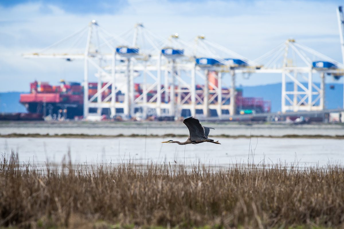 The fate of the Fraser River delta | Canadian Geographic