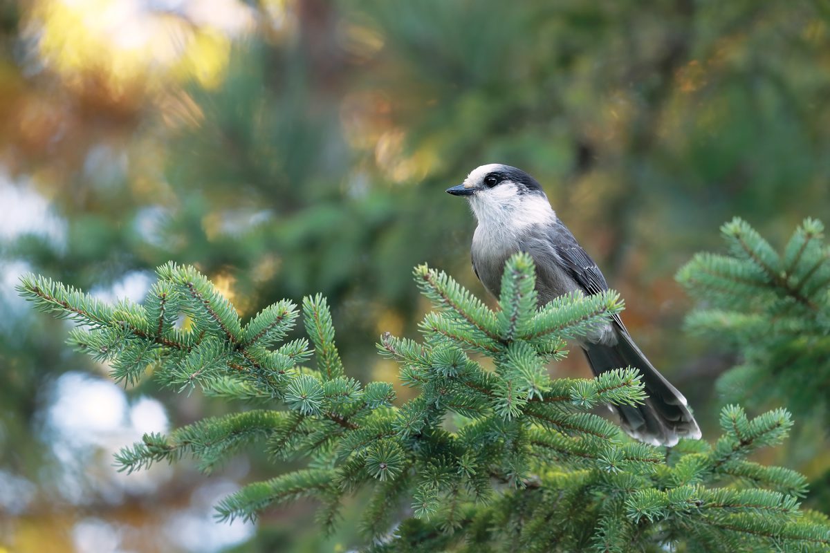Excerpt from The Canada Jay as the National Bird of Canada | Canadian ...
