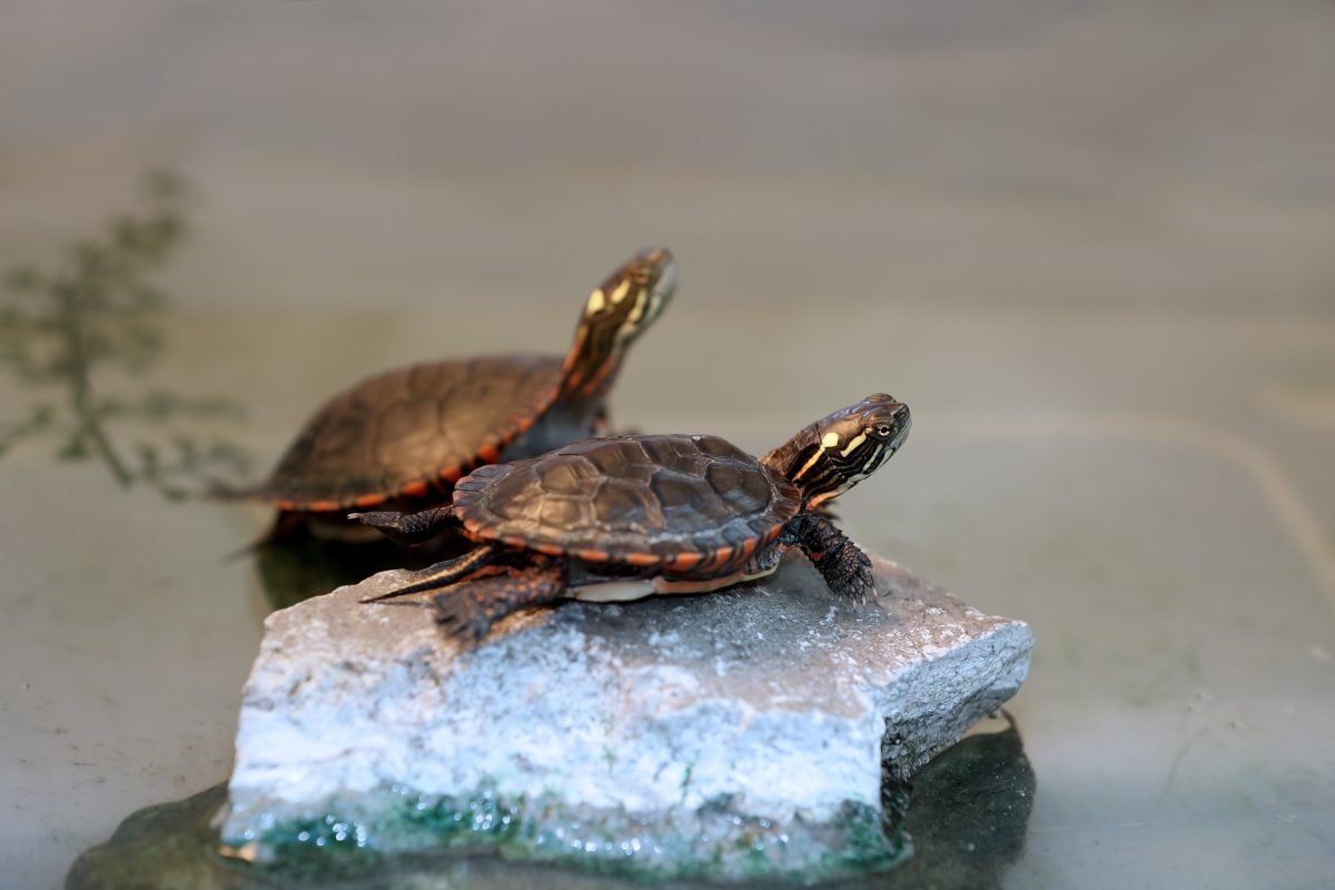 How to fix a turtle | Canadian Geographic