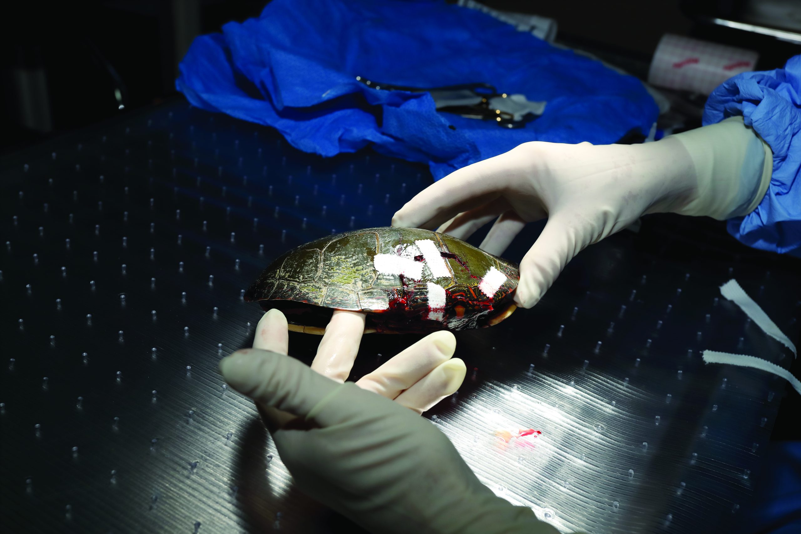 How to fix a turtle | Canadian Geographic