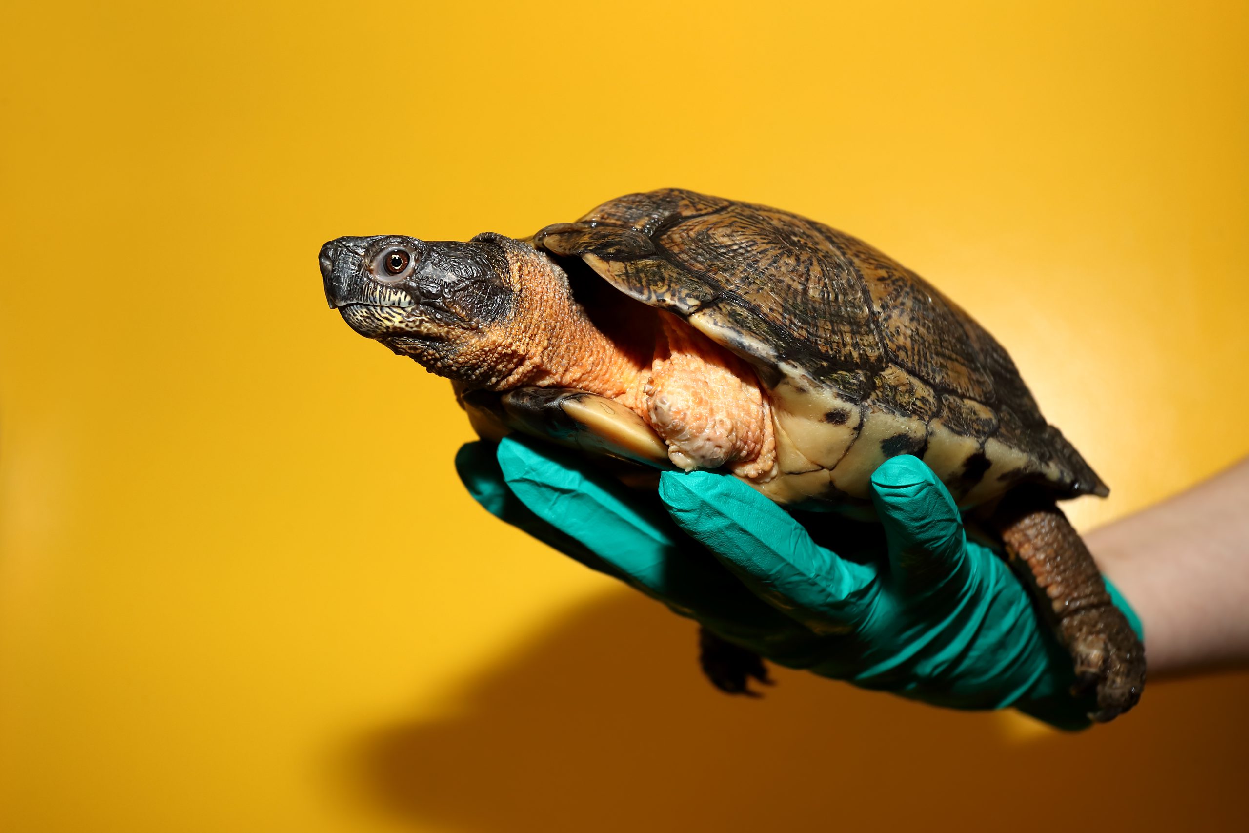 How to fix a turtle | Canadian Geographic