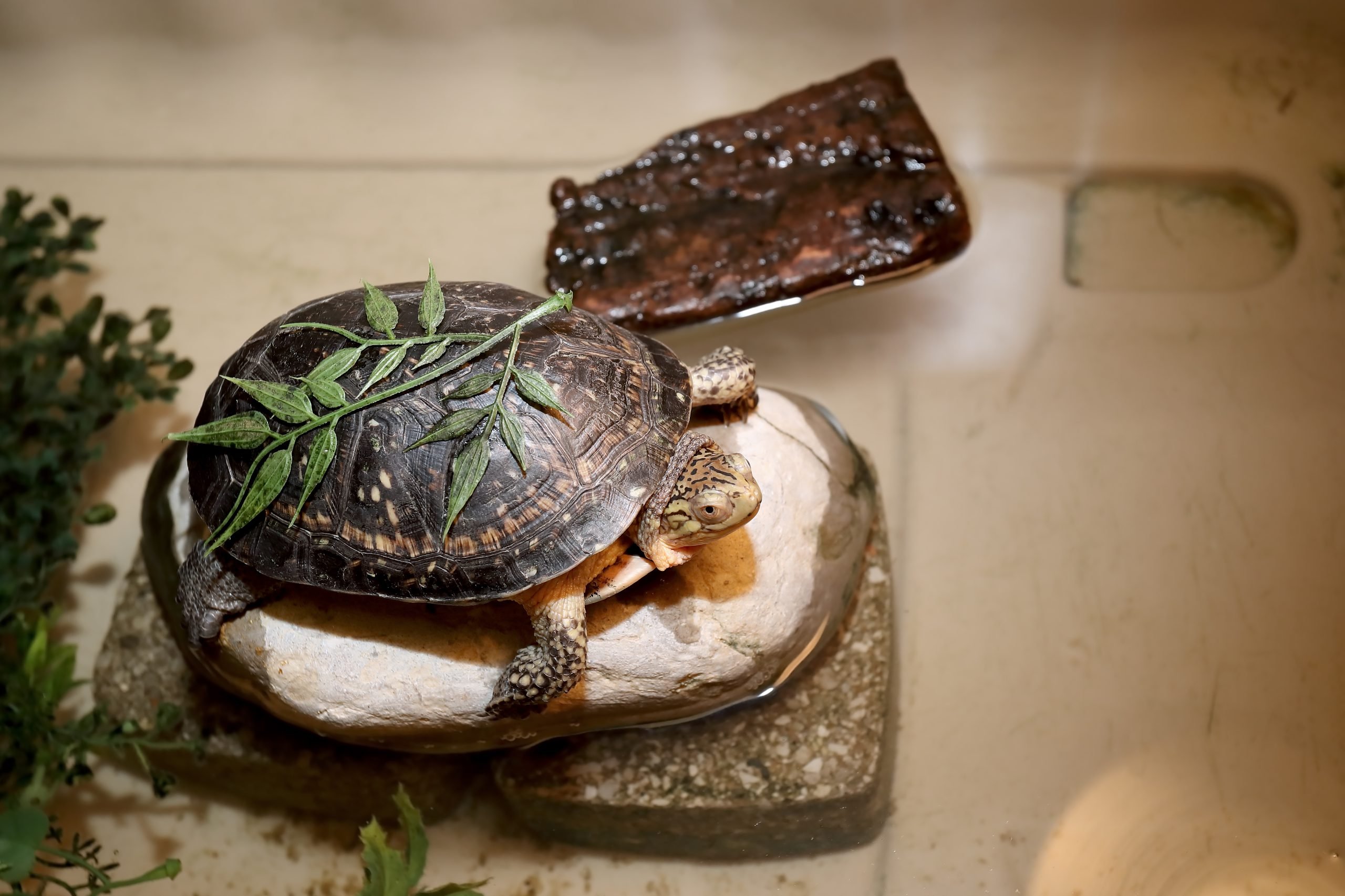 How to fix a turtle | Canadian Geographic