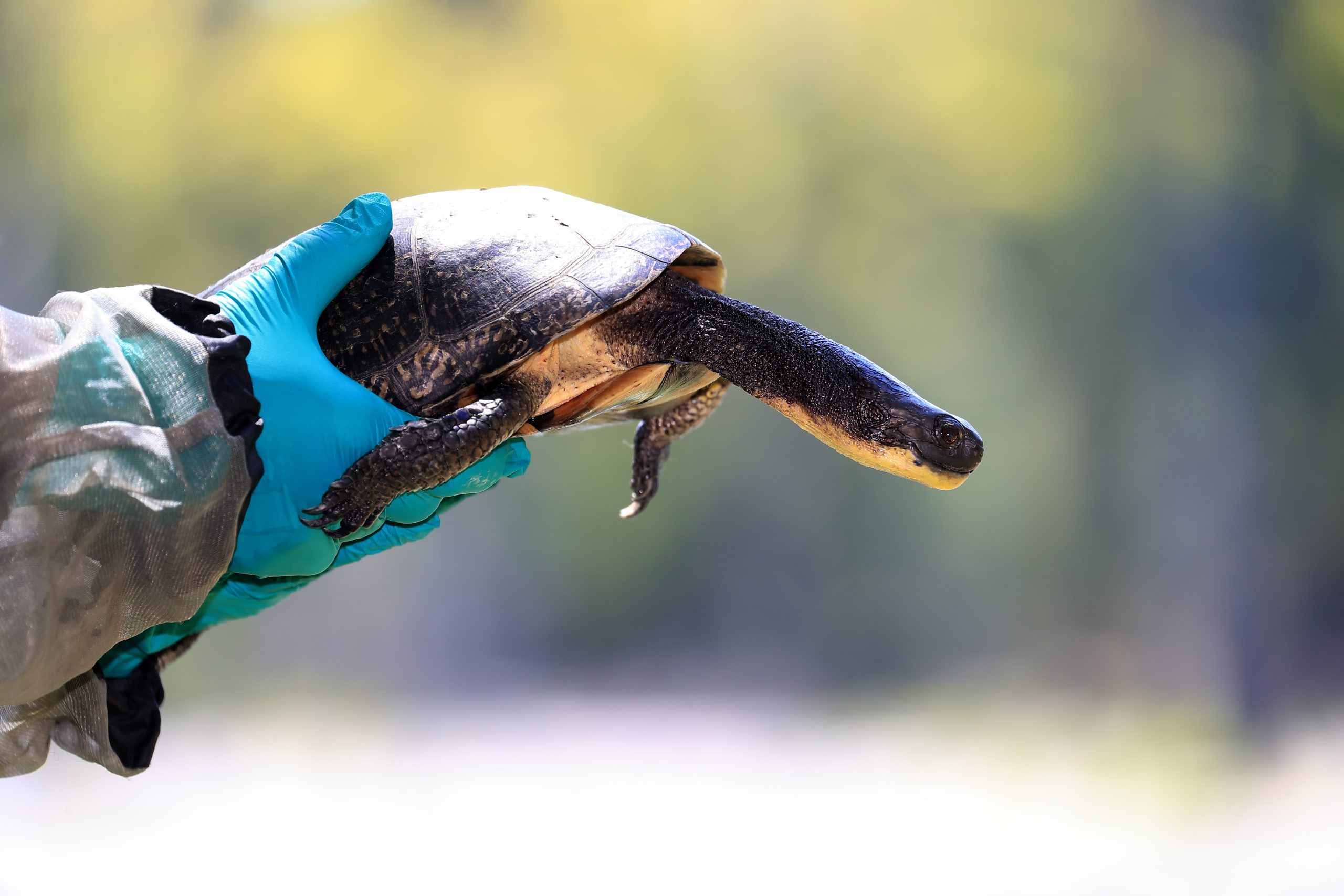 How to fix a turtle | Canadian Geographic