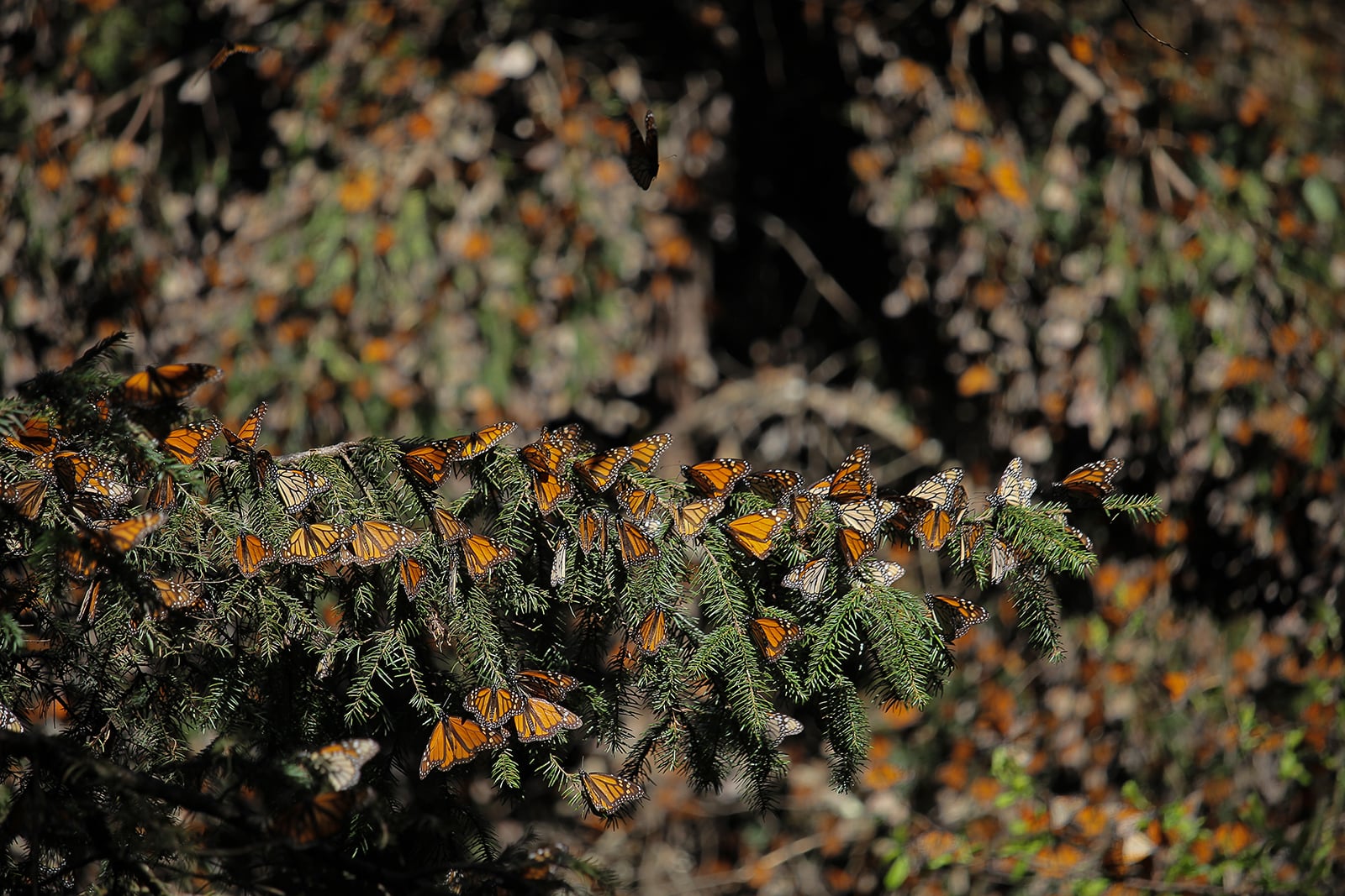 Chasing butterflies | Canadian Geographic