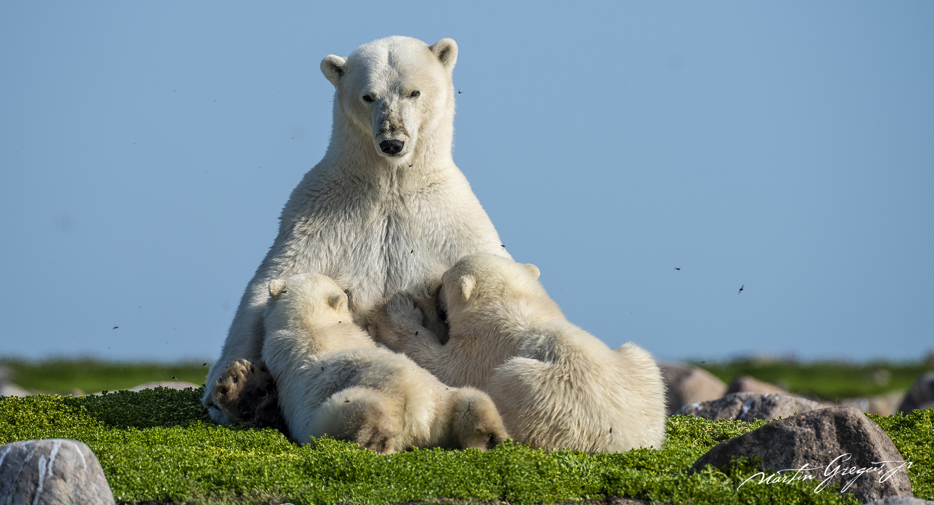 Canadian-Slovak photographer Martin Gregus wins Wildlife Photographer ...
