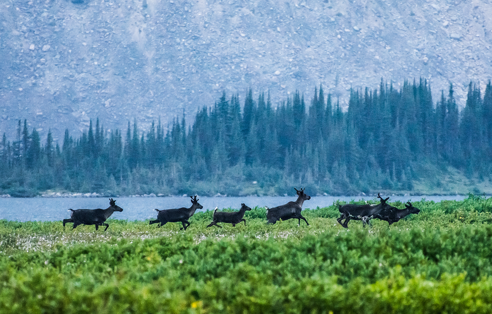 Maternal pen project could be last chance for tiny endangered mountain ...
