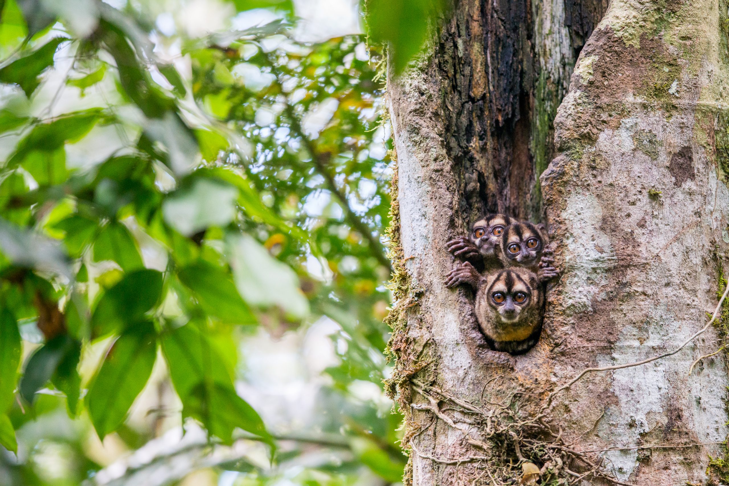 How conservation photographers use social media to help the planet ...