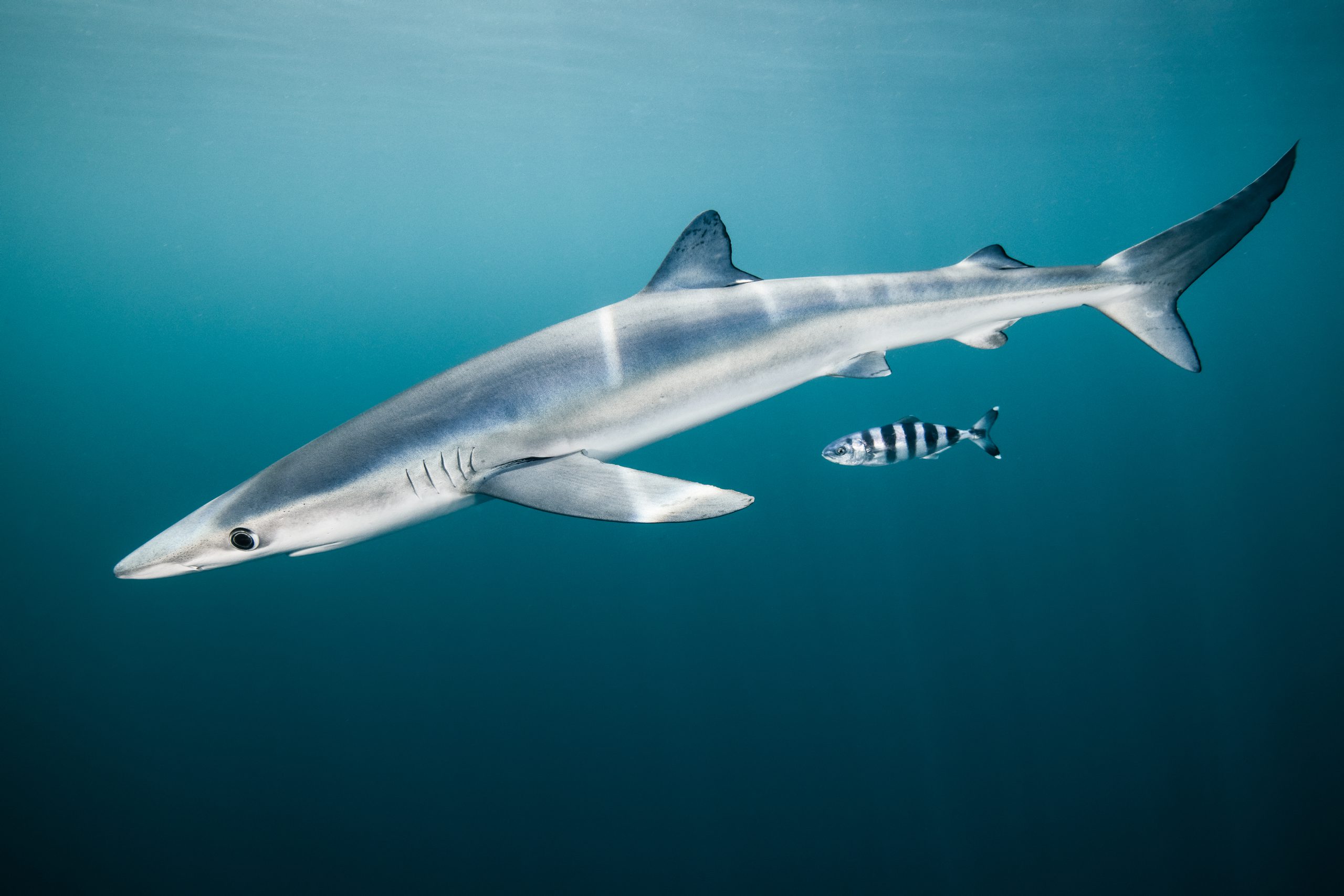 Encouraging tech innovations to safeguard ocean health | Canadian ...