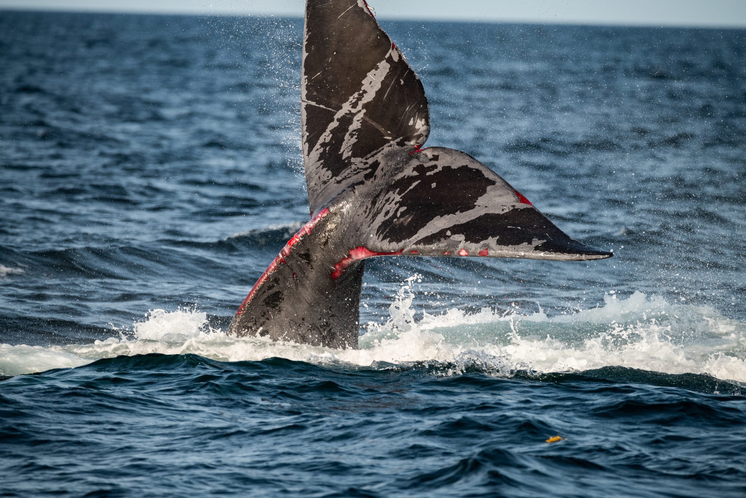 Punctuation’s mark: Can we save the critically endangered North ...