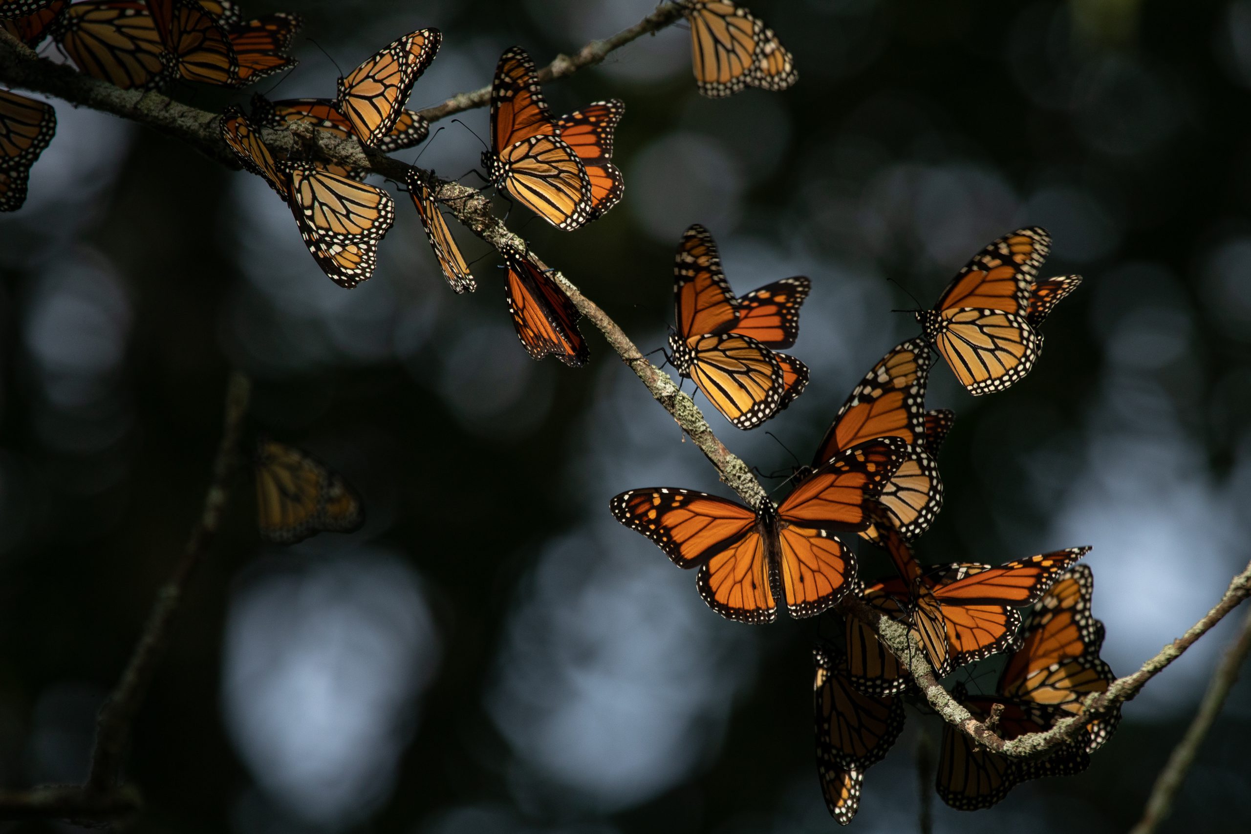 10 photos of monarch butterflies from the Can Geo Photo Club | Canadian ...