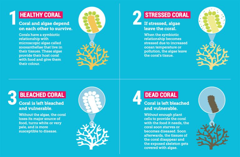 Canadians helping save coral | Canadian Geographic