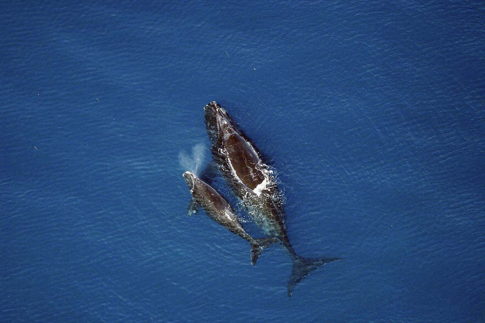 Environmental groups say emergency plan missing in new right whale ...