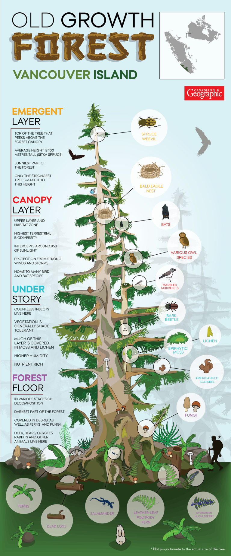 Infographic: Exploring the layers of ancient Sitka spruce | Canadian ...