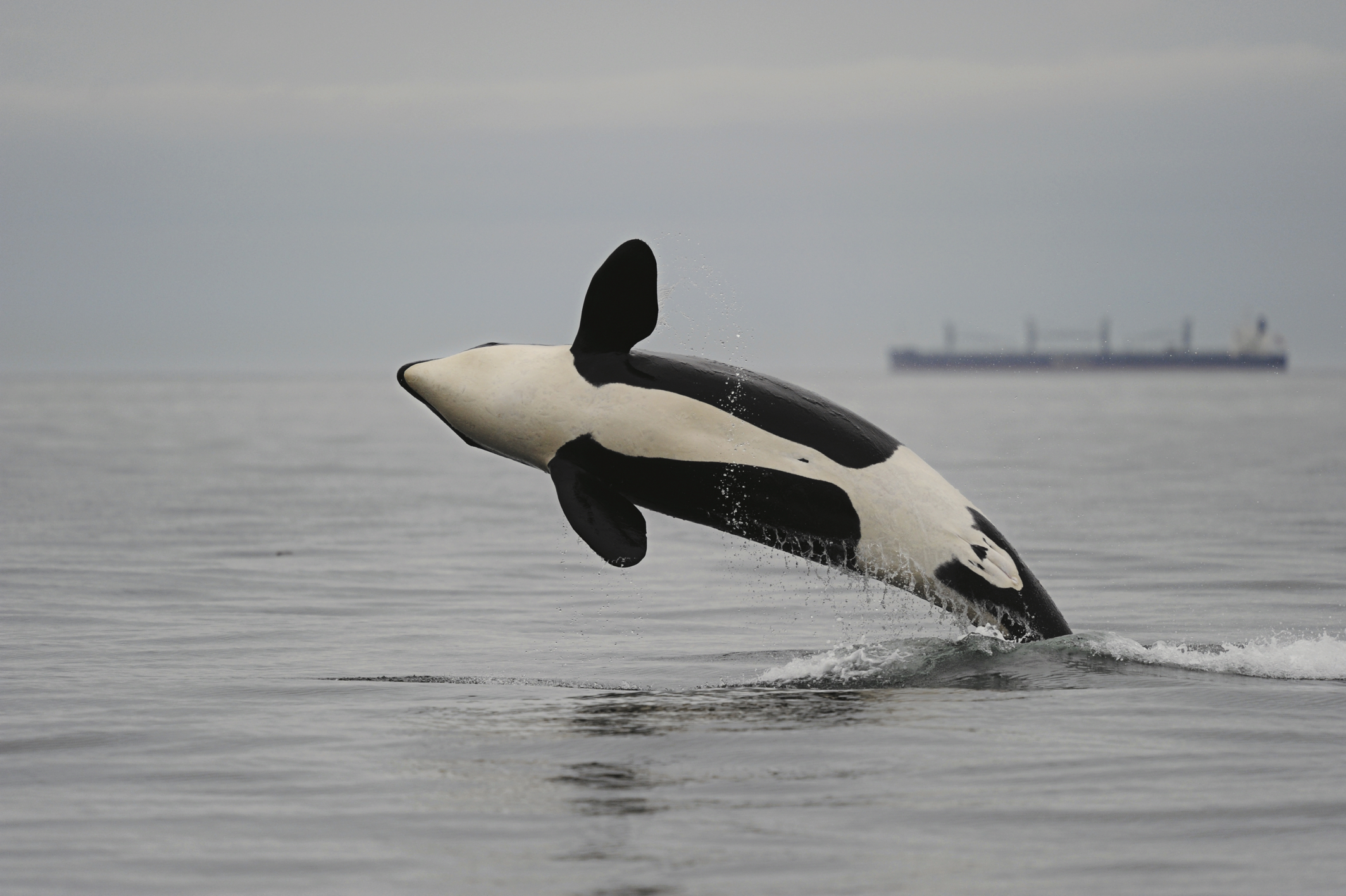 Death of a whale | Canadian Geographic