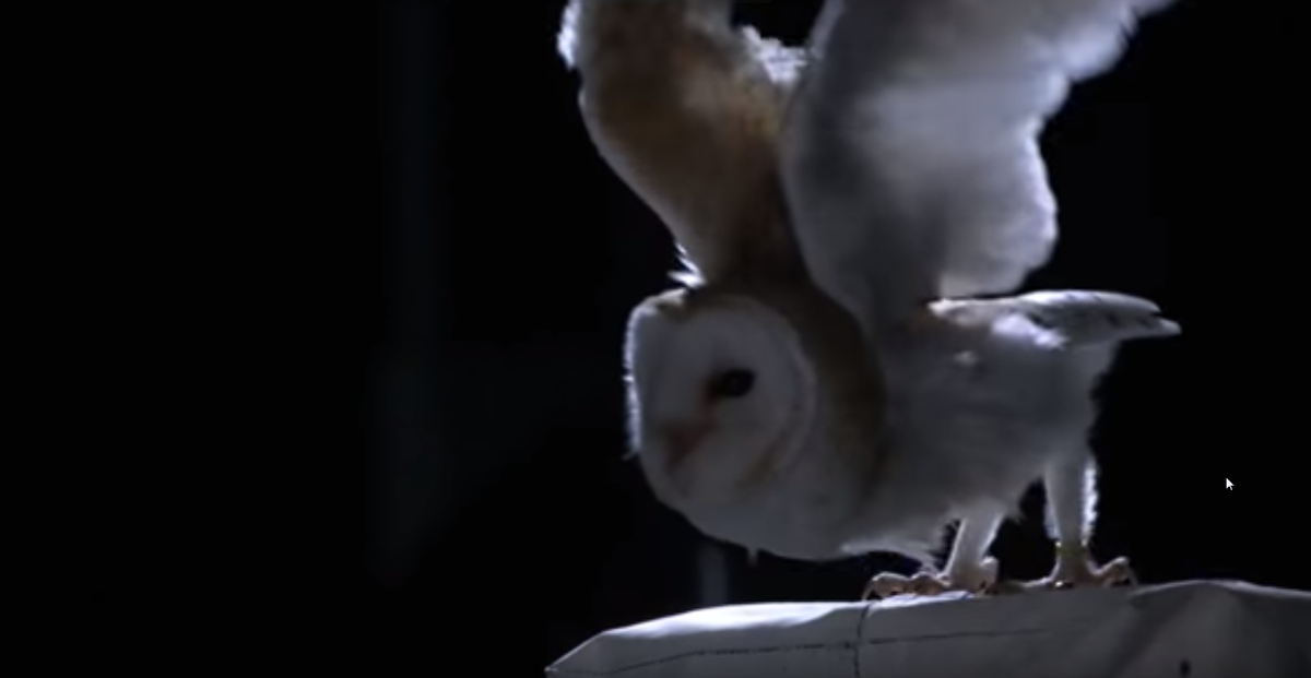 Video of the Week: Uncovering the secret of owls’ silent flight ...