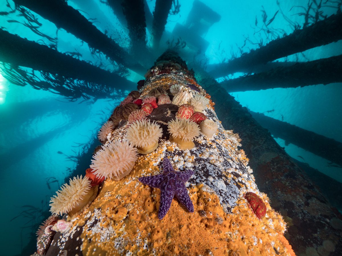 Announcing the winners of the 2019 Canadian Wildlife Photography of the ...