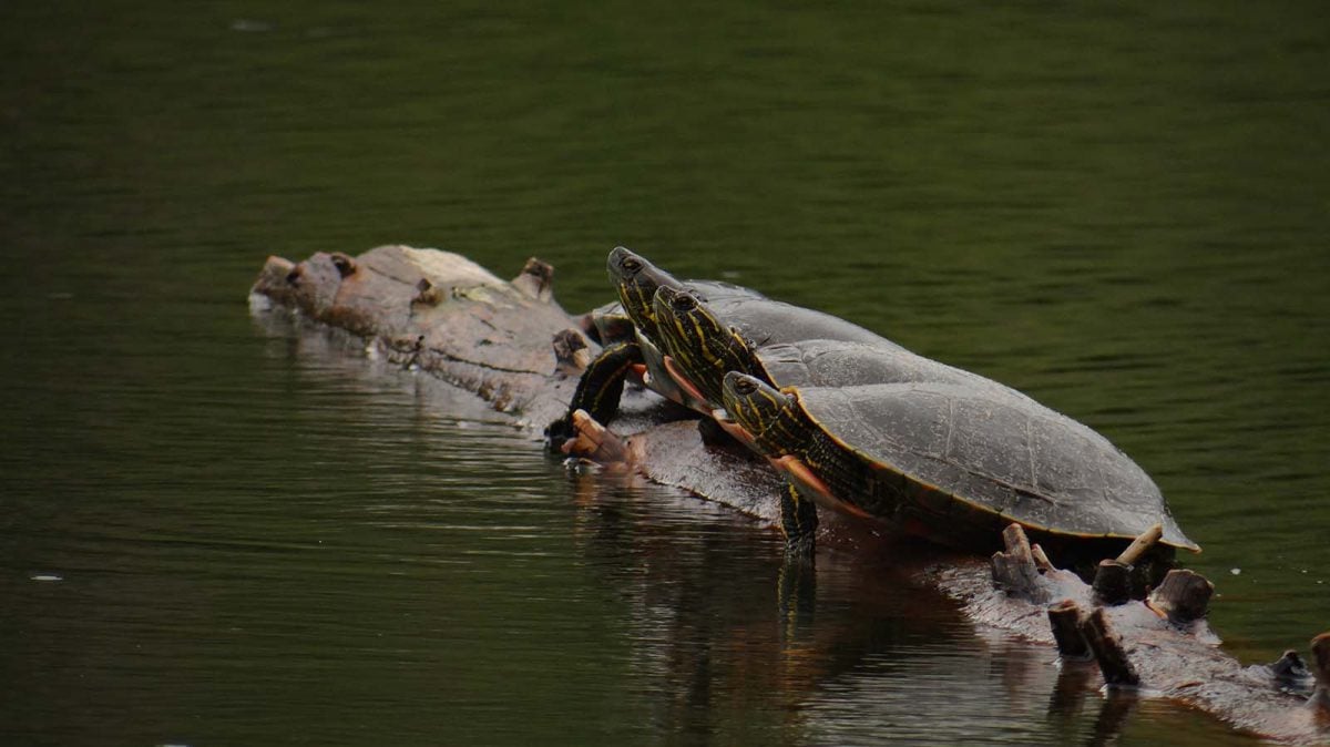 Every turtle species in Canada is now at some level of risk | Canadian ...