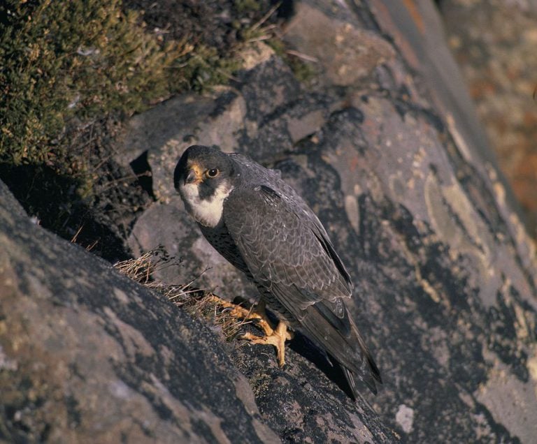 Peregrine falcon numbers increase in Quebec | Canadian Geographic