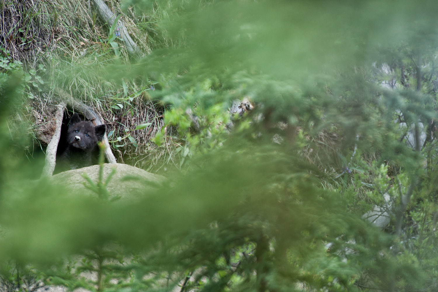 Q&A: Photographer Peter Mather on wolves, the wilderness and finding a ...
