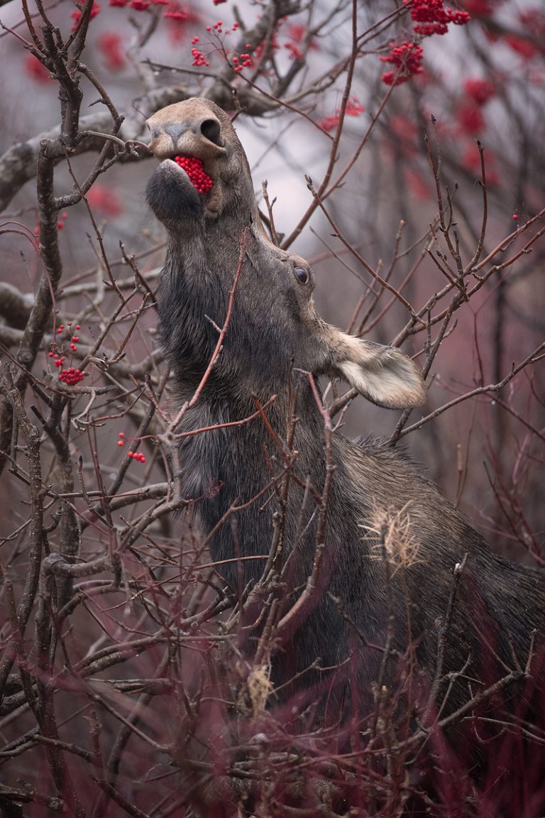 Announcing the winners of the 2020 Canadian Wildlife Photography of the ...