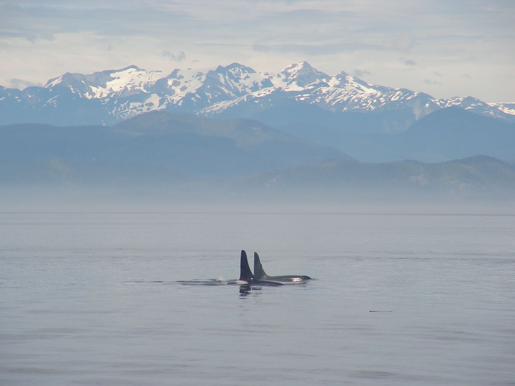 Day to Night in Robson Bight | Canadian Geographic