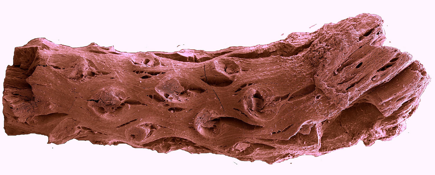 Oldest known pine tree fossils discovered in Nova Scotia | Canadian ...