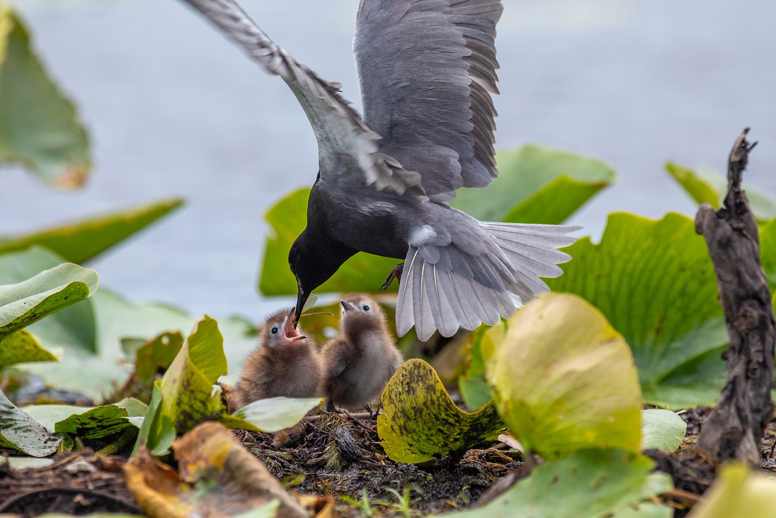 Photos: Point Pelee National Park at 100 | Canadian Geographic
