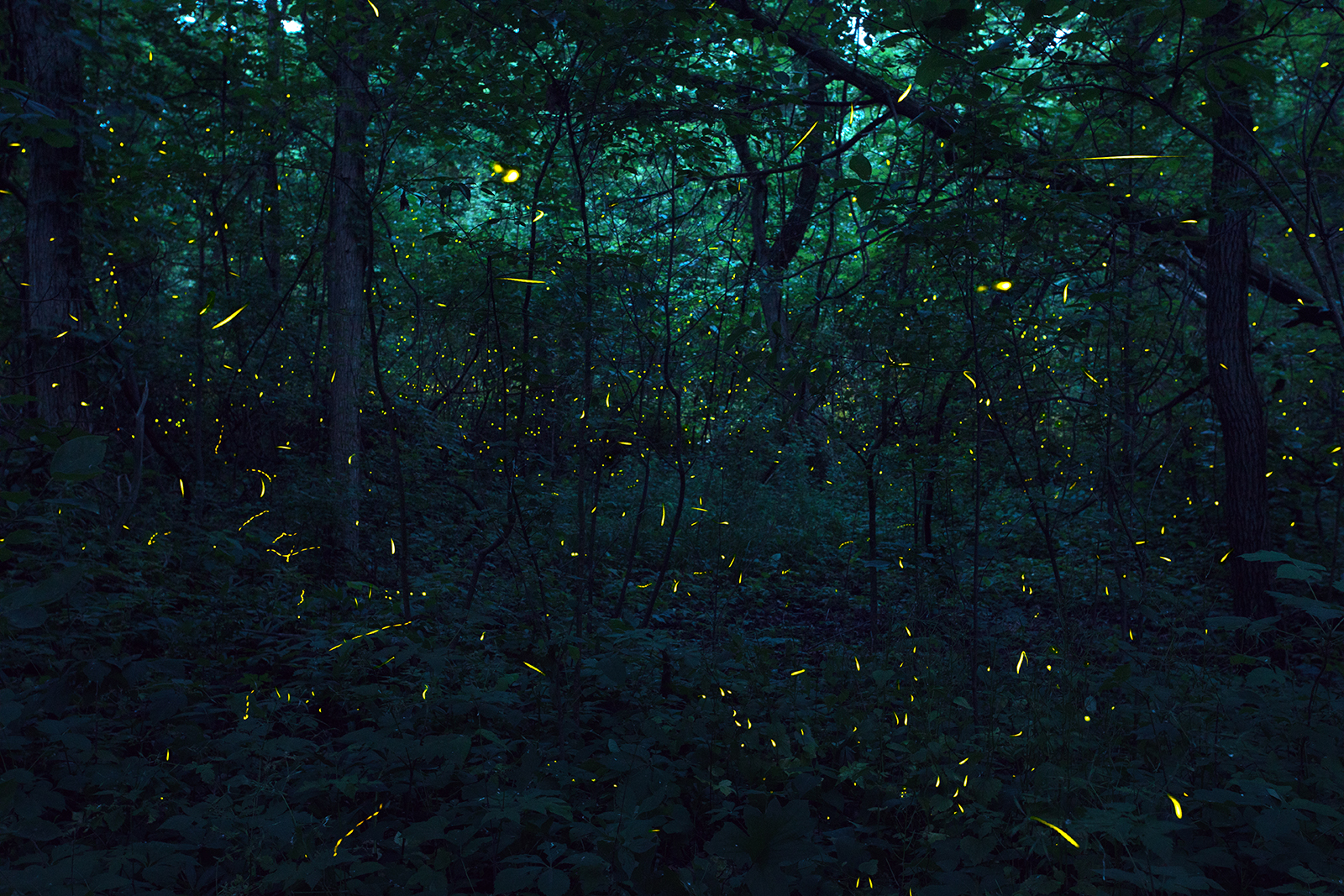 Photos: Point Pelee National Park at 100 | Canadian Geographic