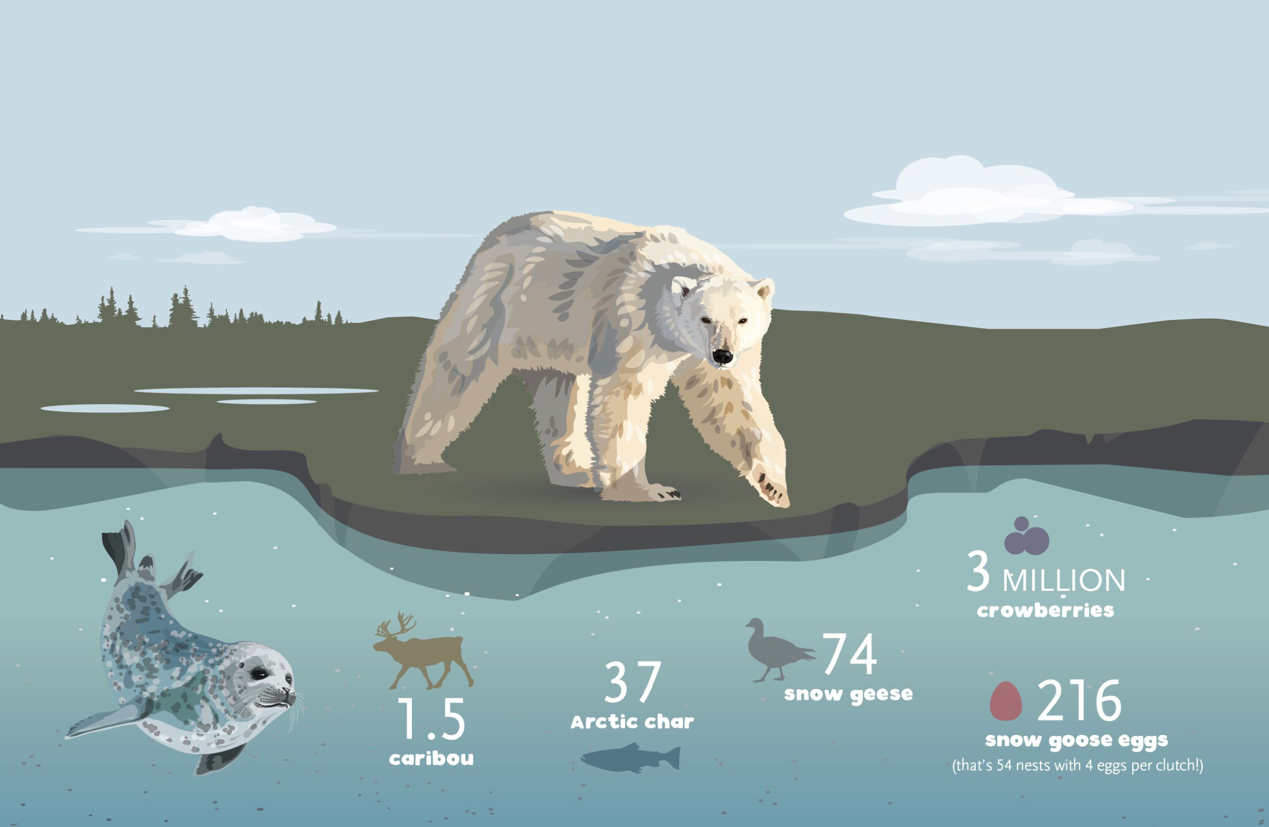 Meals without seals: How polar bears will have to adapt to life on land ...