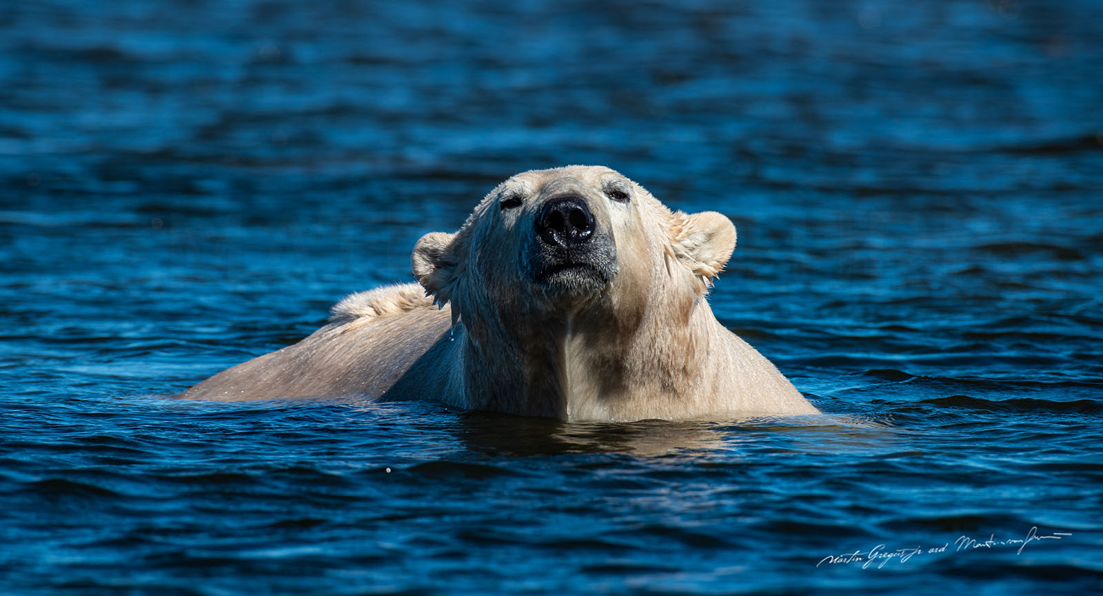 Among the bears | Canadian Geographic