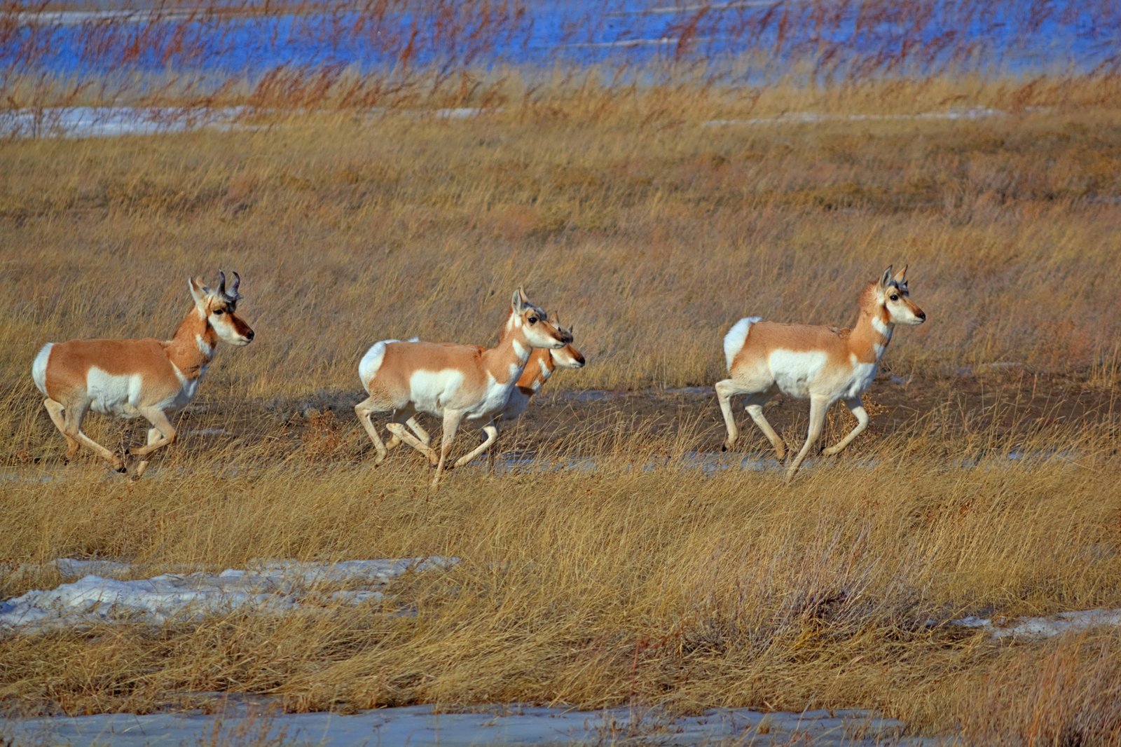 Dinner is served | Canadian Geographic
