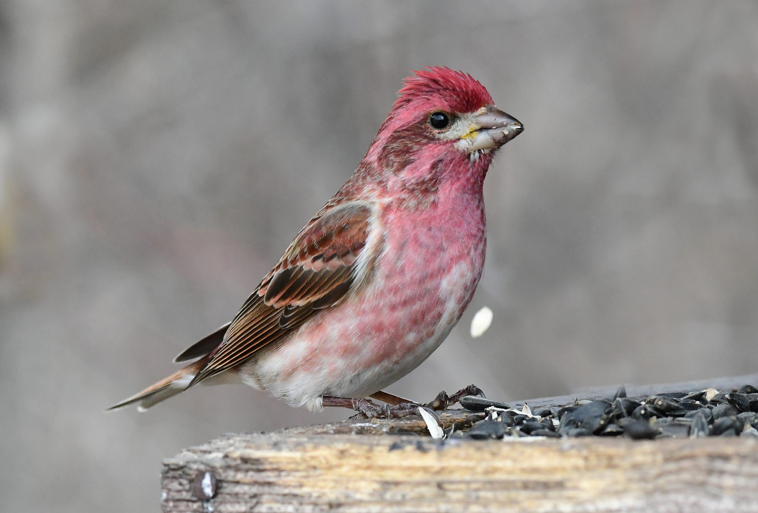 Embracing winter through birding | Canadian Geographic