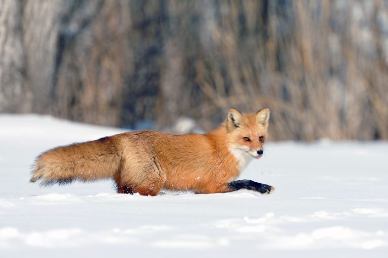 Fabulous photos to help you identify Canadian foxes | Canadian Geographic