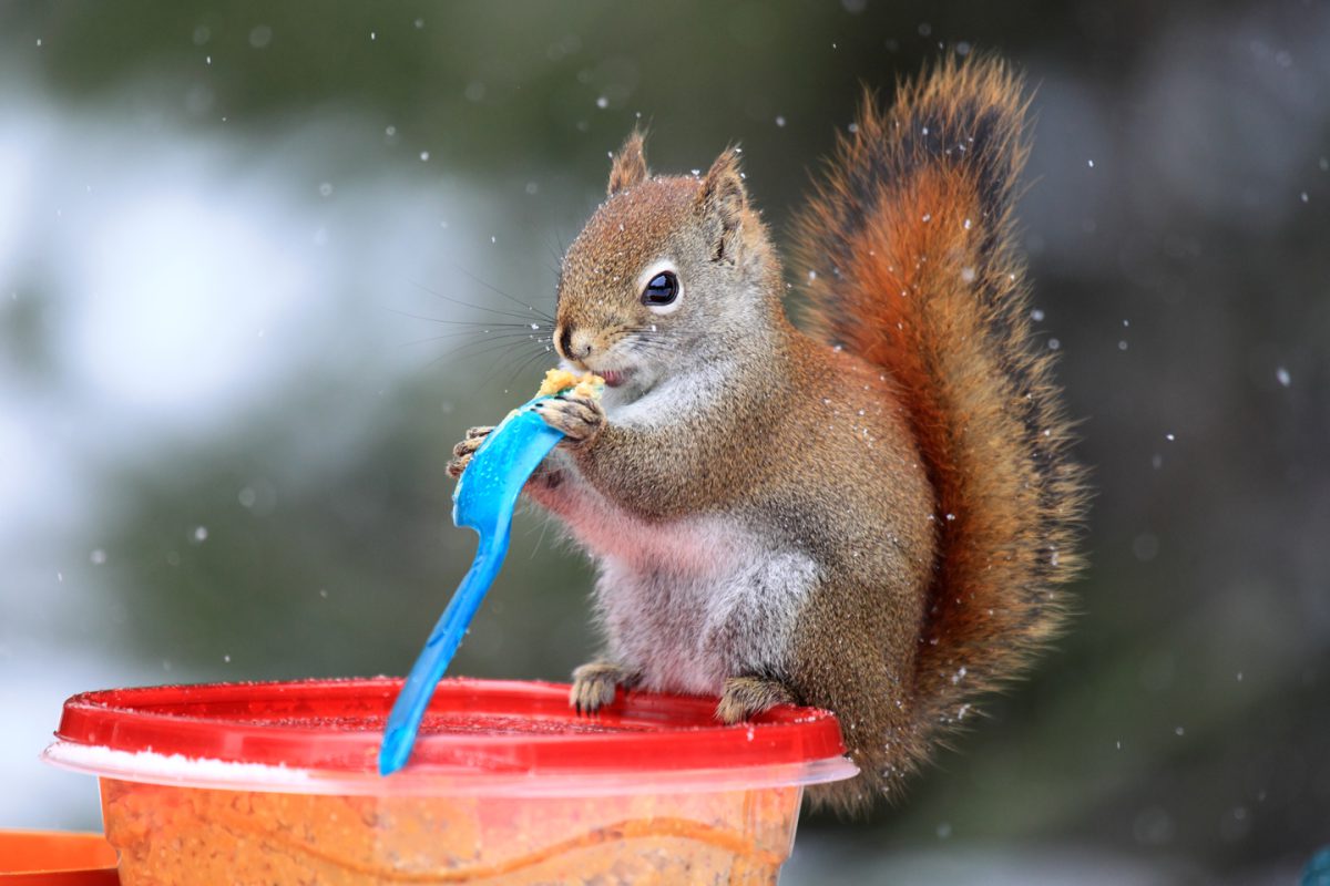 7 Fascinating Facts About Squirrels Canadian Geographic