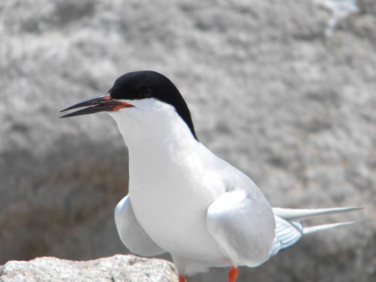 Four Nova Scotia islands protected for endangered roseate tern ...