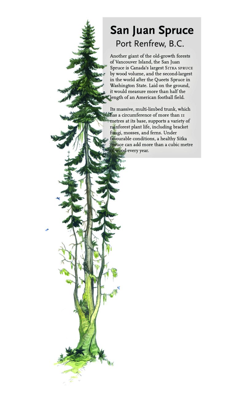 Seven iconic Canadian trees | Canadian Geographic